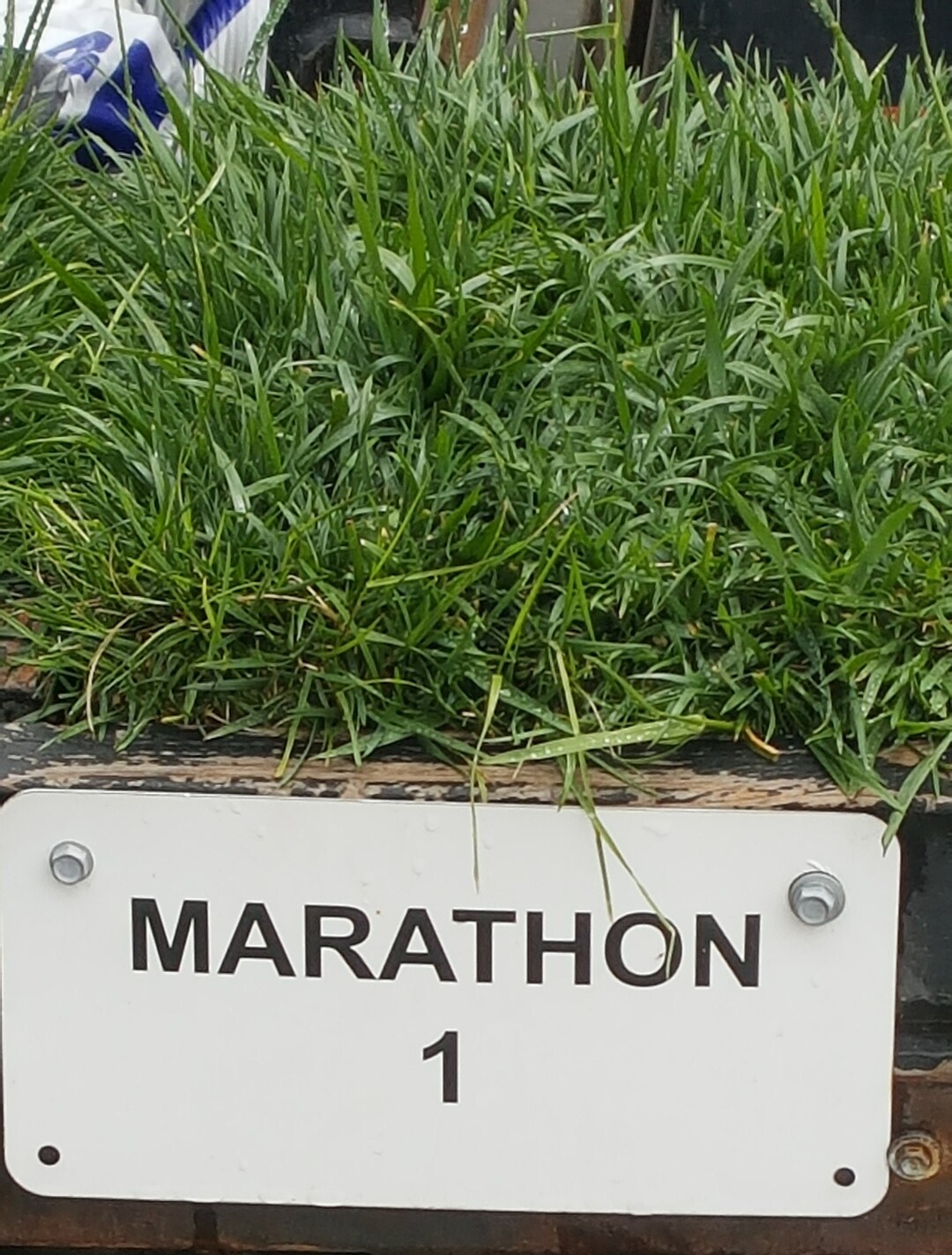 Tall Fescue Grass Seed (1lb) (marathon I) - Etsy