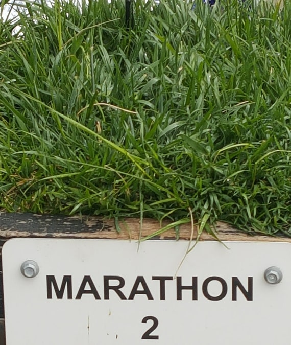 Dwarf Fescue Grass Seed 25lbs Marathon II | Etsy