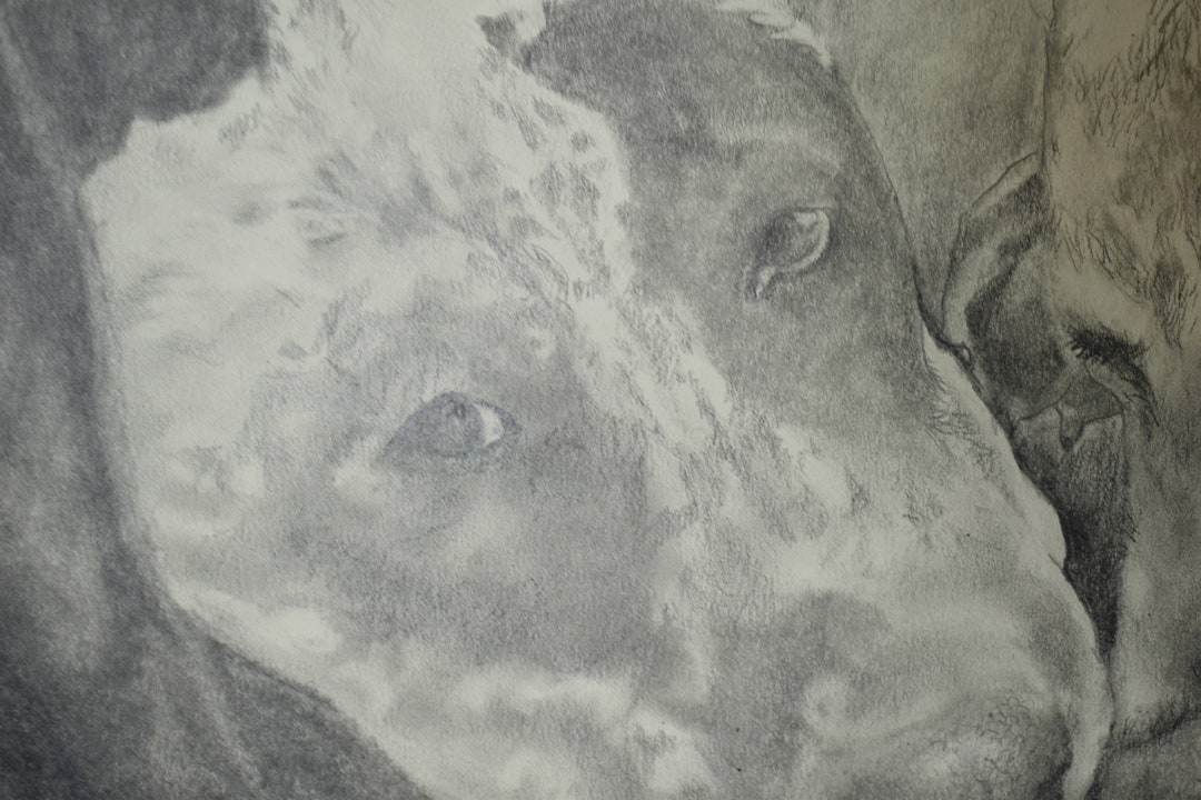 18 X 24 Large Pet Portrait. Deceased Animal Drawing. Pencil Drawing of ...