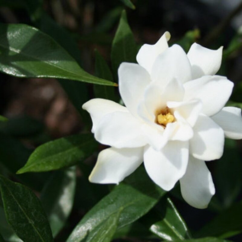 August Borders - Etsy