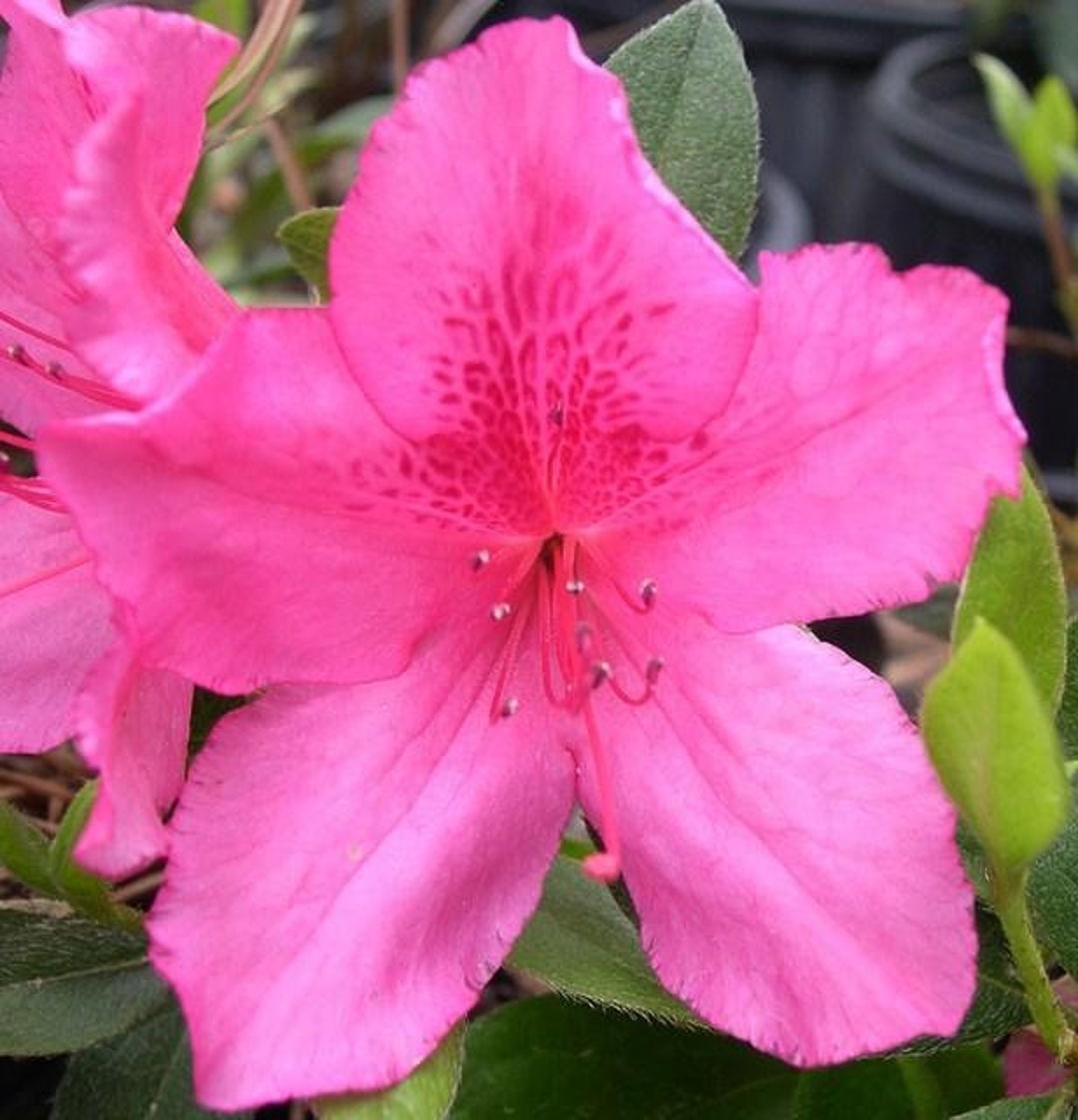 Red Formosa Azalea - Etsy