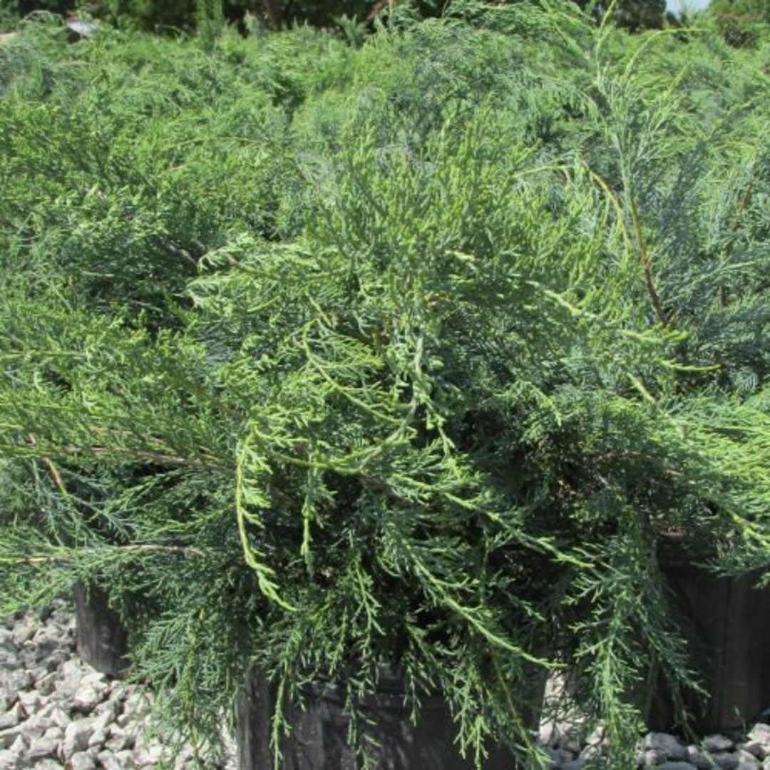 Parsoni Juniper - Etsy