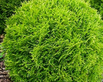 Little Giant Dwarf Arborvitae Thuja Live Plant 2.5 QT - Etsy