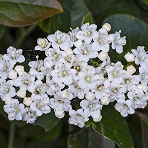 Viburnum Spring Bouquet - Etsy