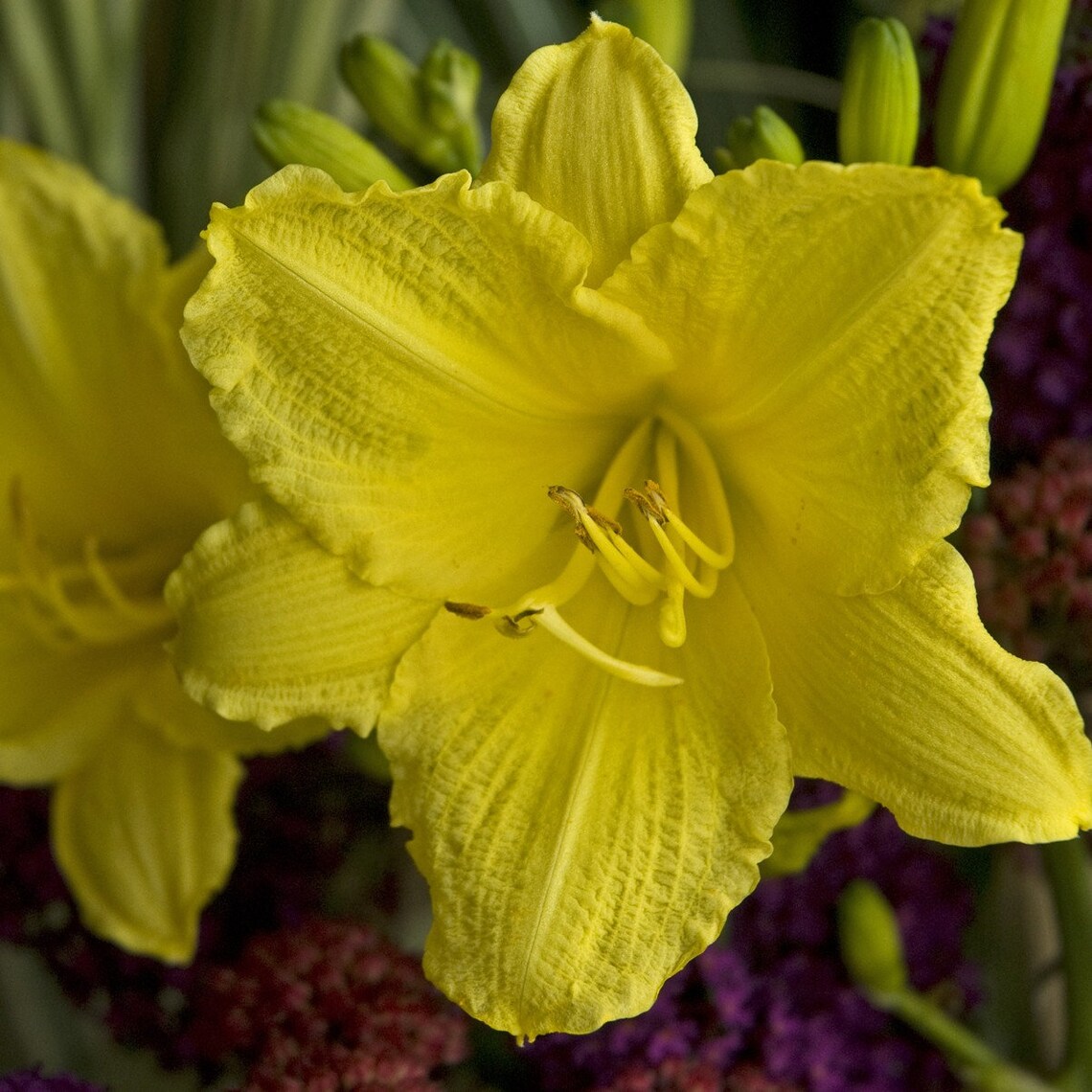 Happy Return Daylily - Etsy