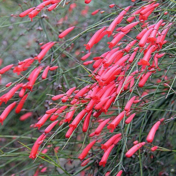 Firecracker Plant - Etsy