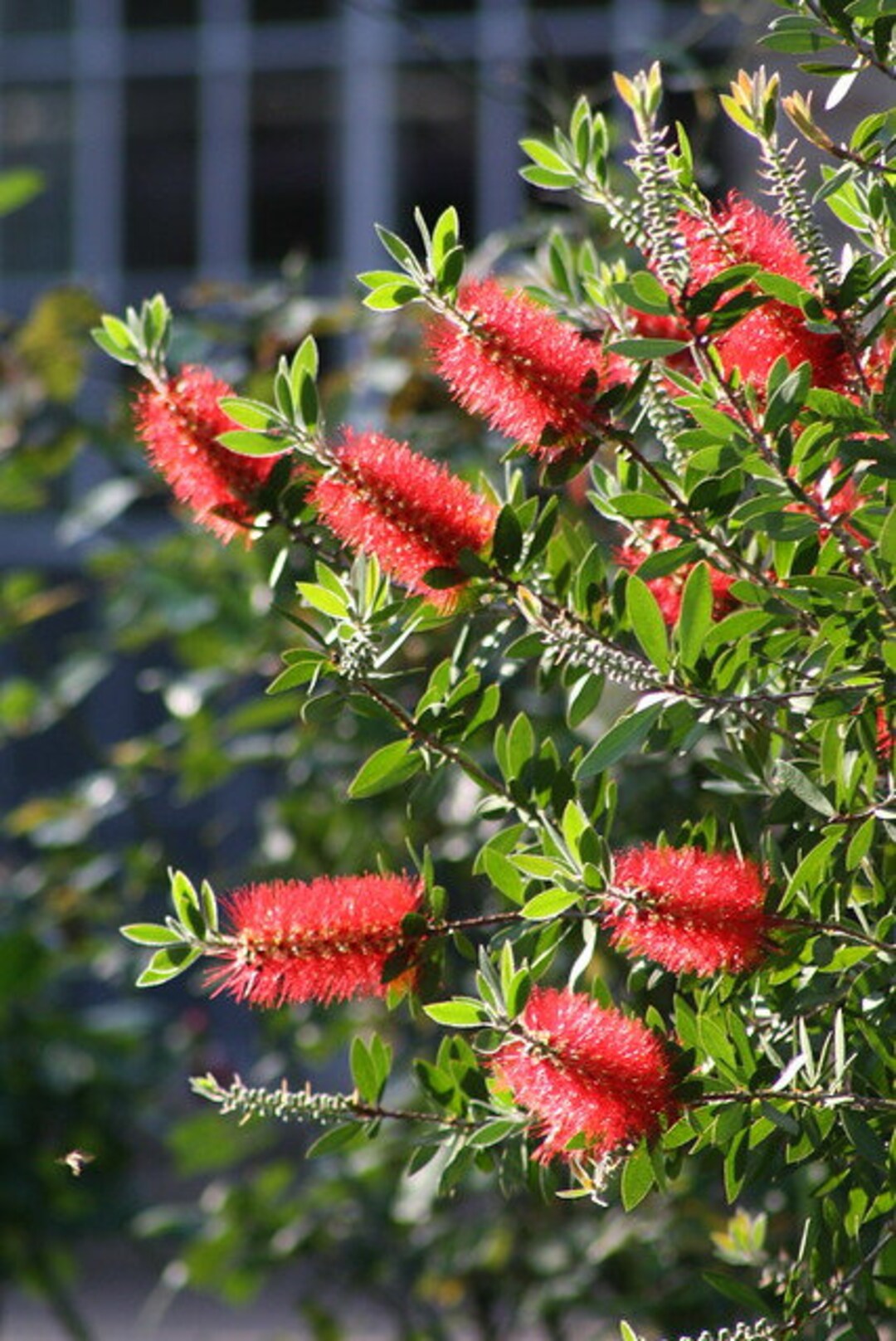 Red Cluster Bottlebrush - Etsy