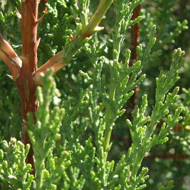 Dwarf Cypress - Etsy