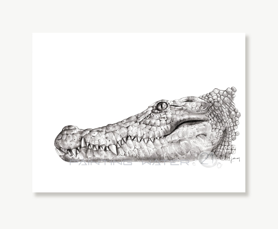 Alligator Head Drawing