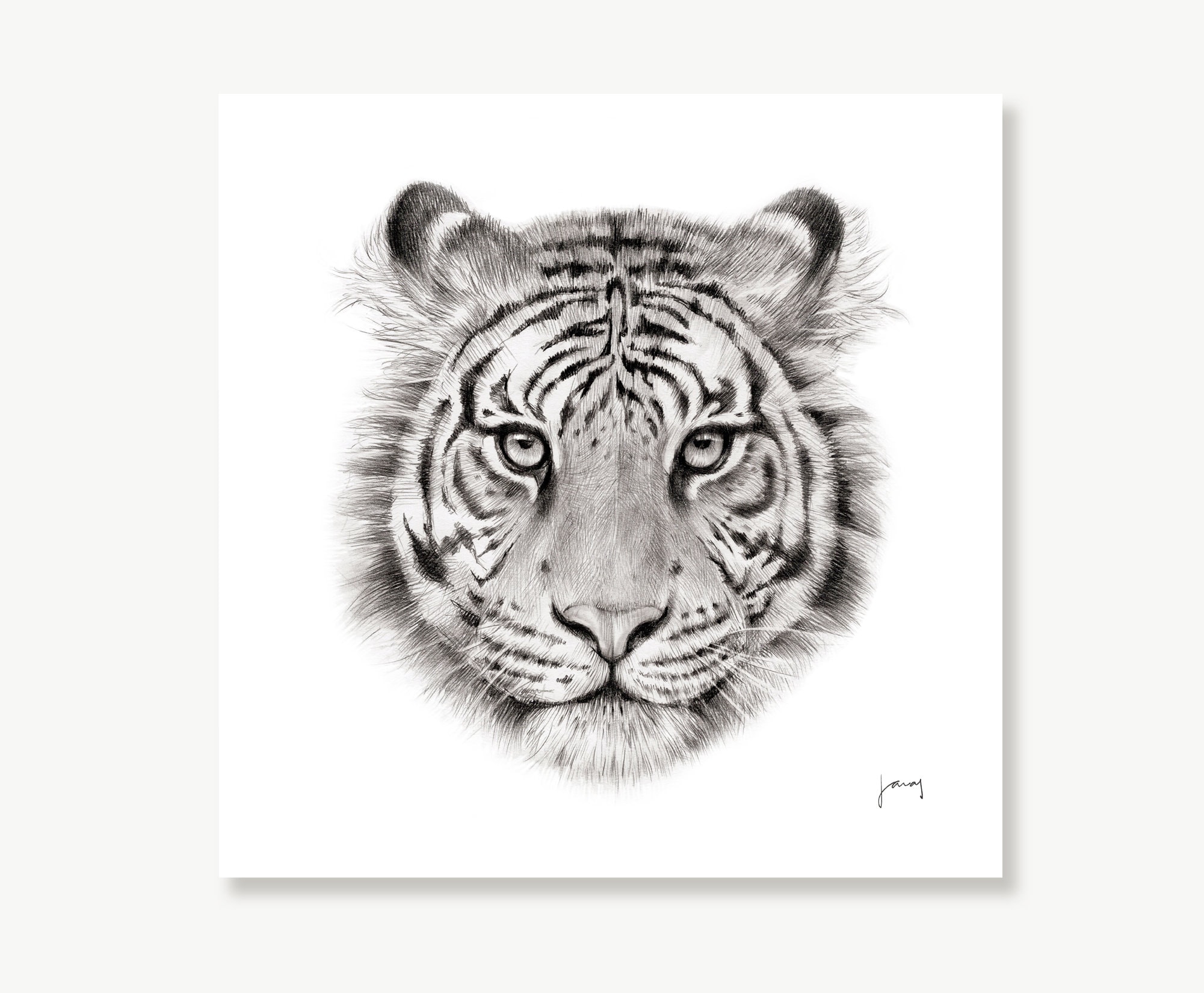 Realistic Tigers To Draw