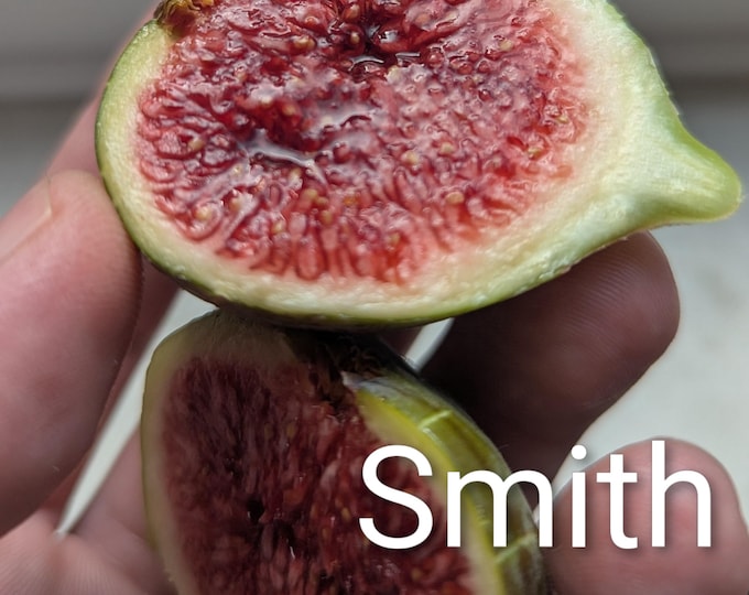 Smith Fig - CUTTINGS - Etsy