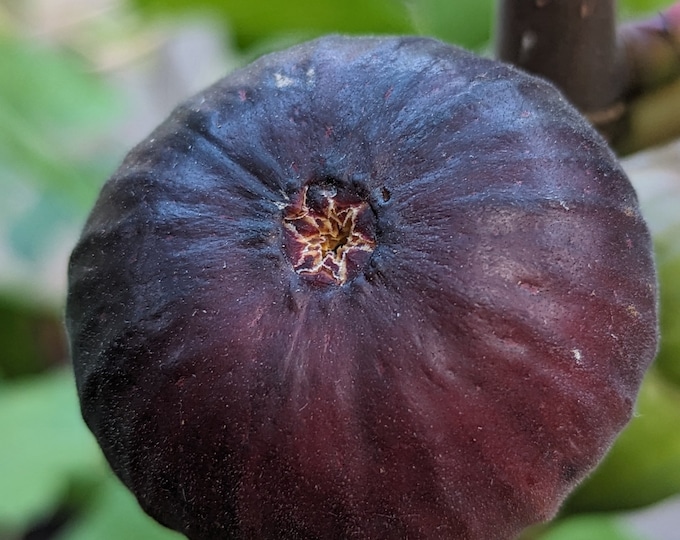 Raspberry Latte Fig Cuttings - Etsy
