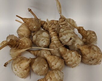 Sunchoke Variety White Fuseau by the Pound Helianthus Tuberosa Sunroot ...