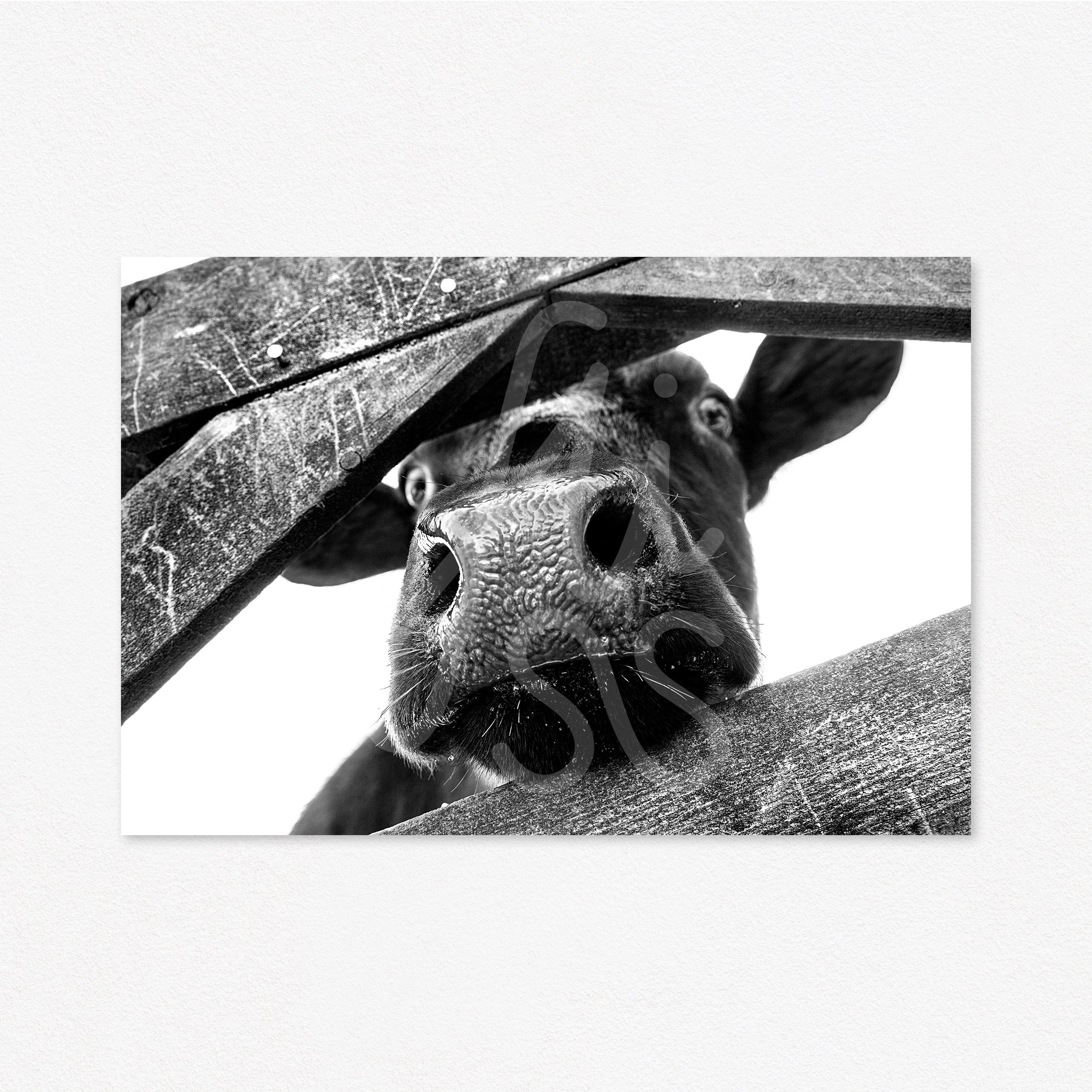 Nosey Cow Print Cow Photo Cow Wall Art Black and White - Etsy