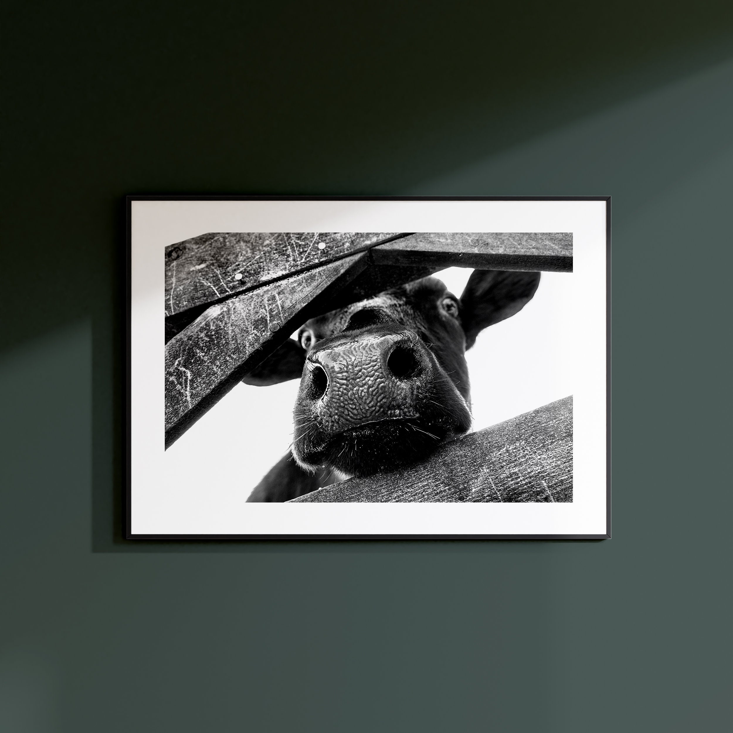 Nosey Cow Print, Cow Photo, Cow Wall Art, Black and White Photo ...