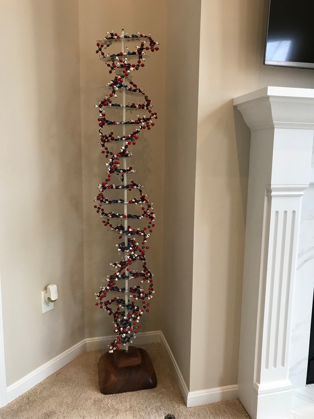 Modelo didáctico de ADN, 6 pies de altura 1 m 83 cm para aula ...