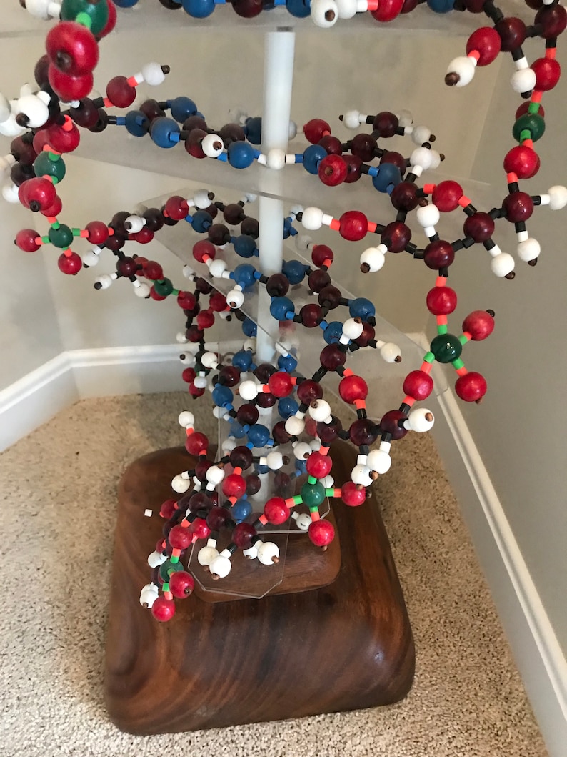 Teaching DNA Model, 6 Feet Tall 1 M 83 Cm for Classroom, Medical Office ...