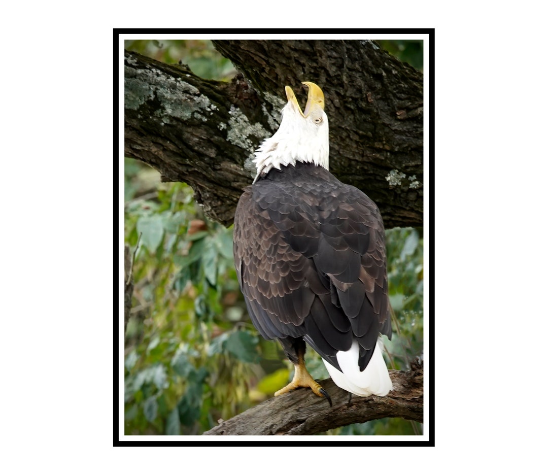 Bald Eagle Calling Note Cards - Etsy