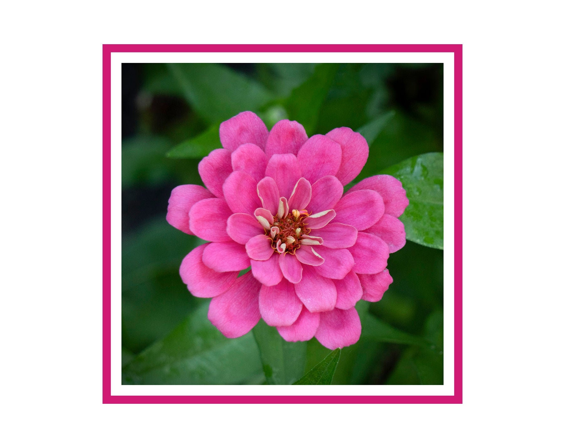 Square style pink garden flower blossom note cards - Etsy.de