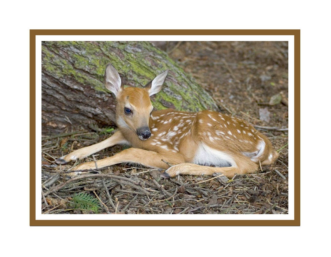 Fawn at Rest Note Cards - Etsy
