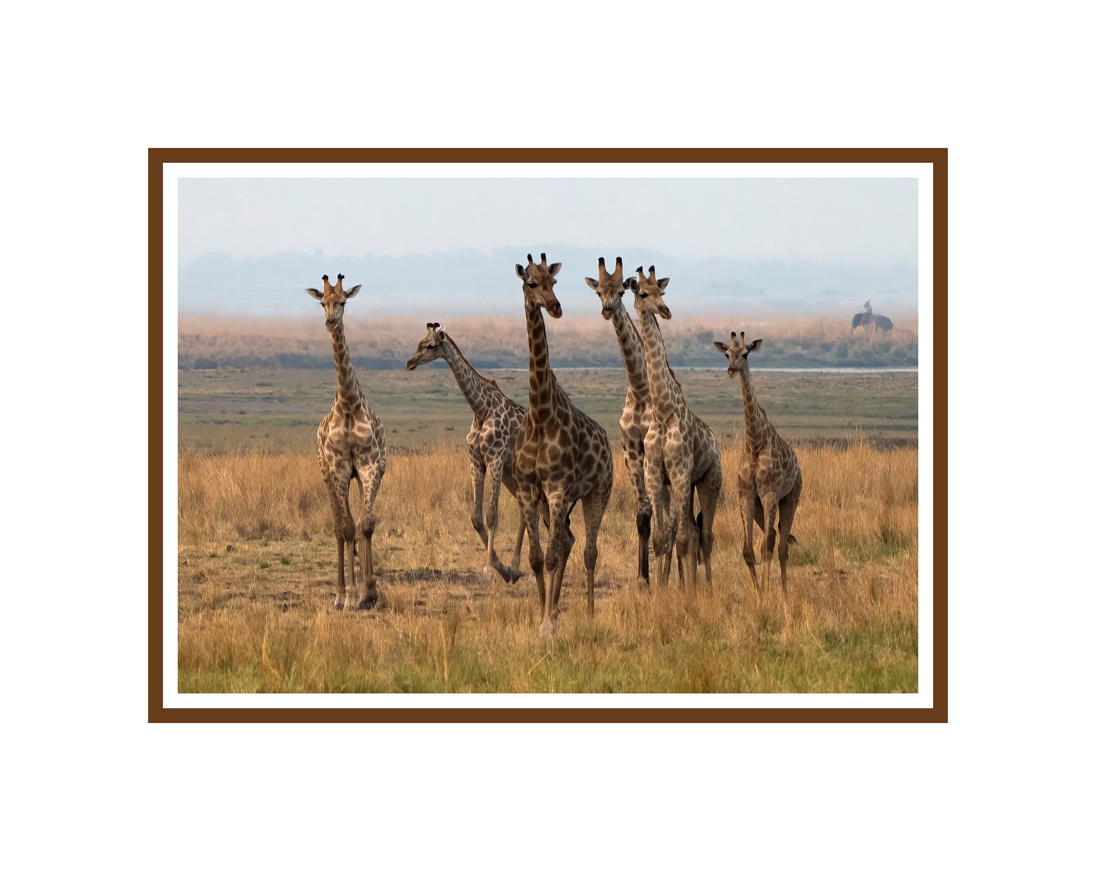 Giraffe Family Note Cards - Etsy