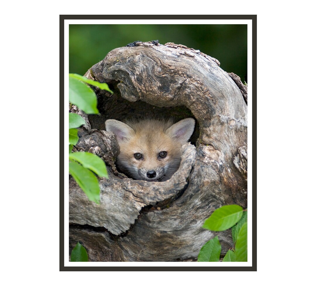 Gray Fox Kit in Tree Cavity Note Cards - Etsy