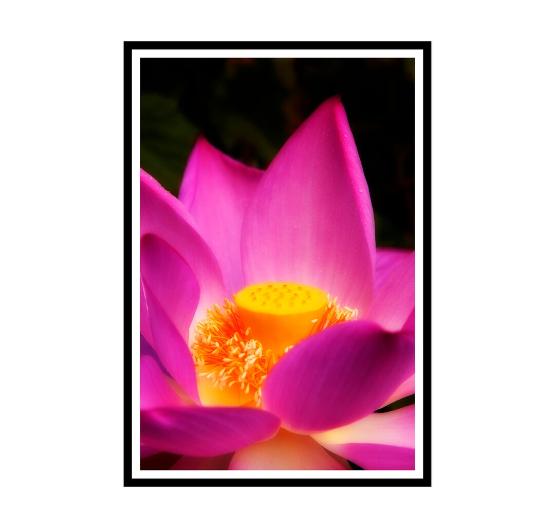 Dreamy Lotus Flower Note Cards - Etsy
