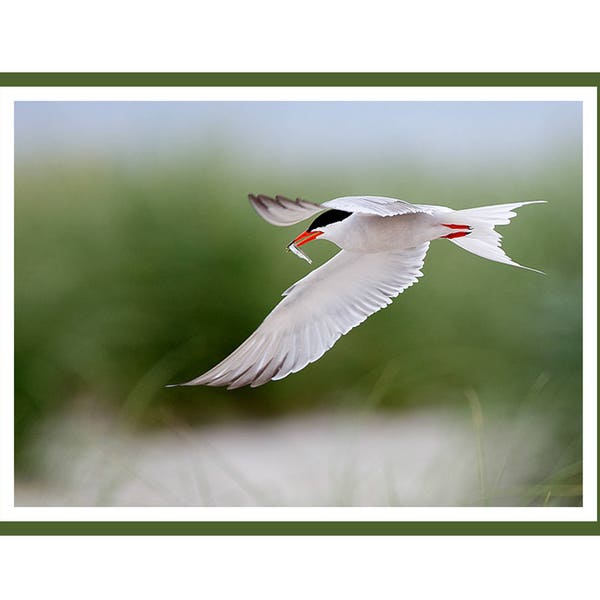 Common Tern - Etsy