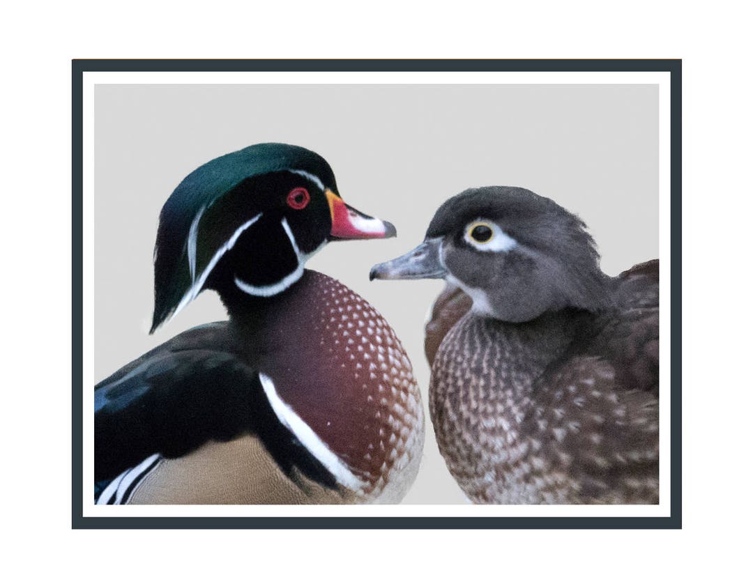 Wood Duck Love Note Cards - Etsy
