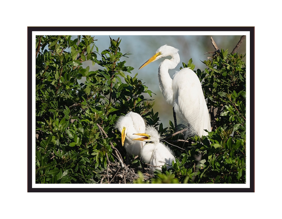 Great White Egret Family Nesting - Etsy