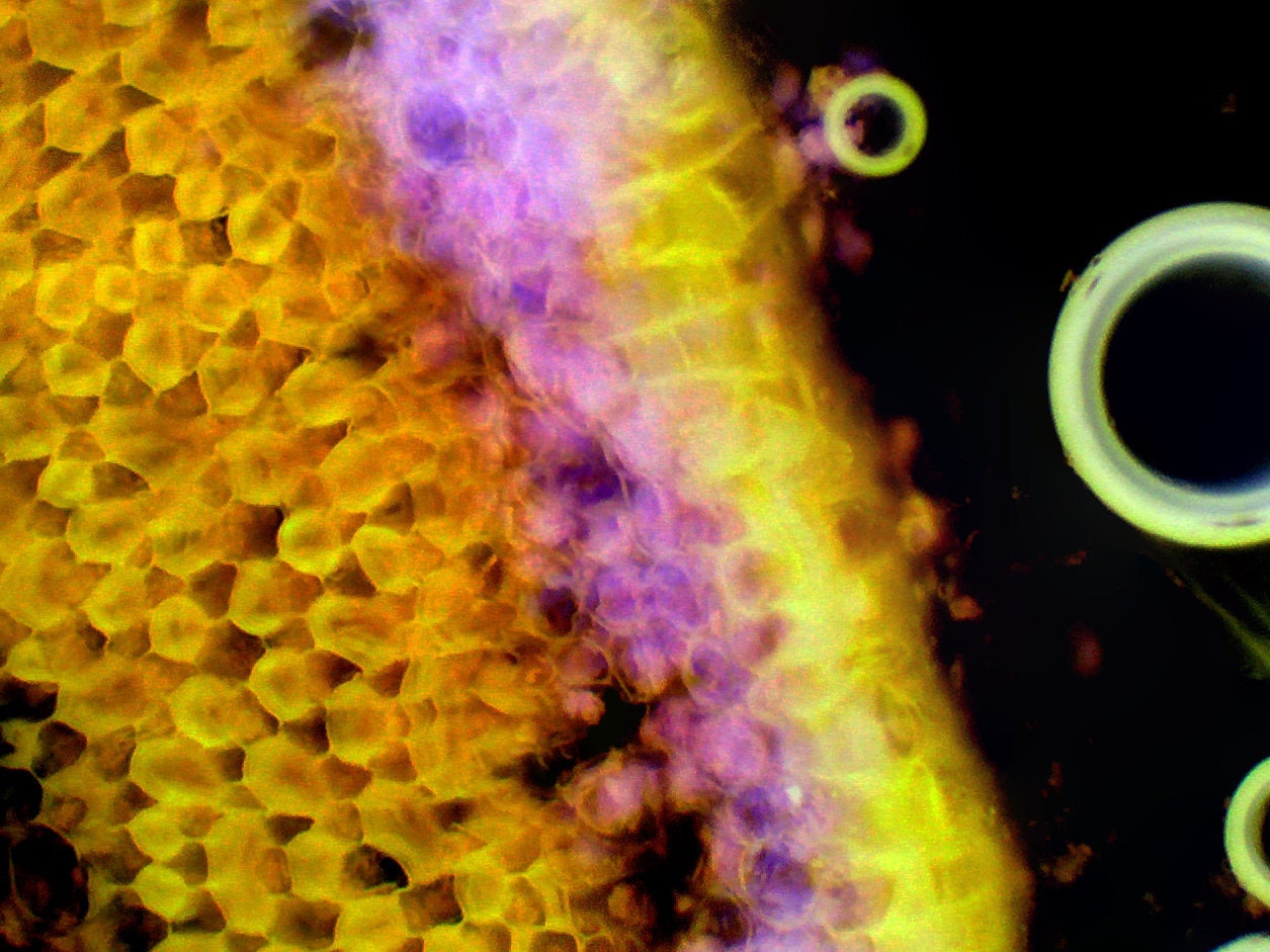 Boundary of Life - A4 Microscope Art Print - Etsy