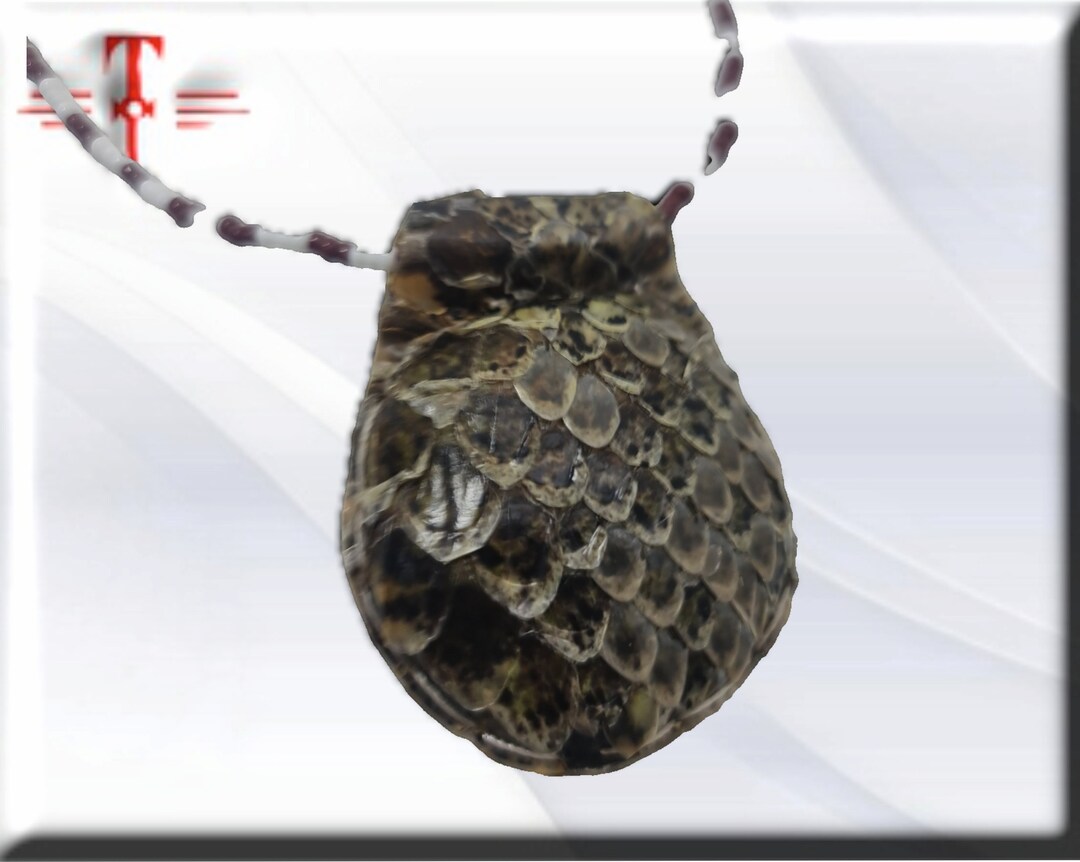 African Snake Amulet Protection Against Black Magic and Voodoo, Temlo ...
