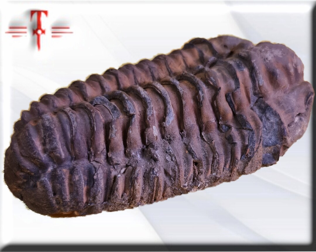 Fossil Bathyurus Era Primaria Paleozoico Mineral Geodas - Etsy