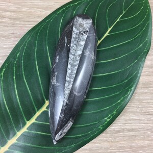 BIG 4.75" Orthocerous Fossil - EXACT PIECE - Nautiulus - Polished ...