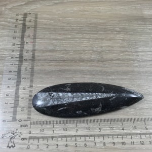 BIG 4.75" Orthocerous Fossil - EXACT PIECE - Nautiulus - Polished ...