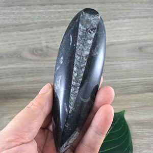 BIG 4.75" Orthocerous Fossil - EXACT PIECE - Nautiulus - Polished ...