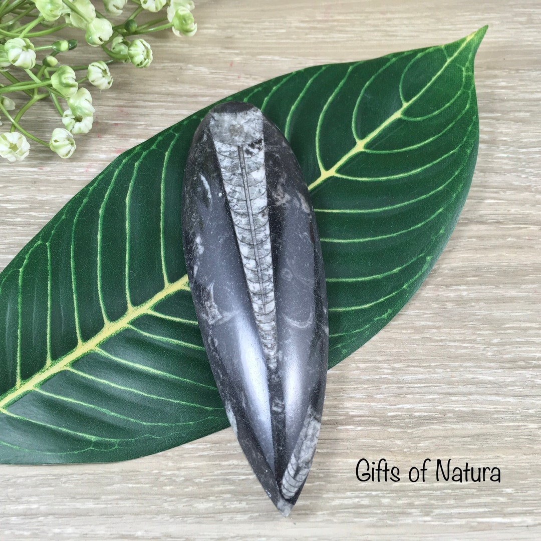 BIG 4.75" Orthocerous Fossil - EXACT PIECE - Nautiulus - Polished ...