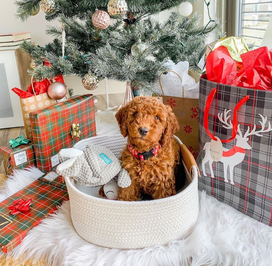Red and White Polka Dot Dog Collar, Red Dog Collar, Red and White, Cat ...