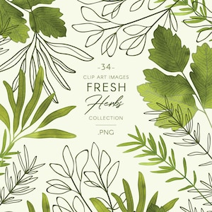 Watercolor Herbs Clipart, Green Line Art & Botanical Illustrations ...
