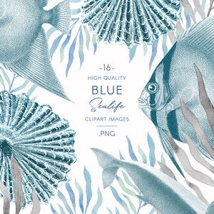 Blue Fish & Sea Life Clip Art Set, Vintage Marine Illustrations ...