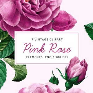 Vintage Flower Clipart - Digital Pink Rose Illustration - Decorative ...