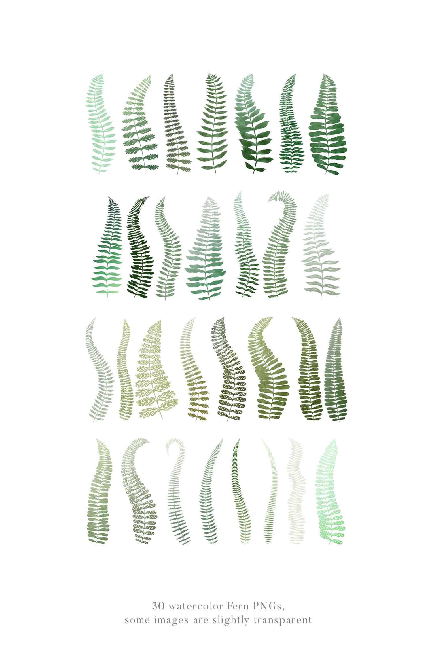Watercolor Fern Greenery PNG Clip Art, Green Plant Illustration - Etsy