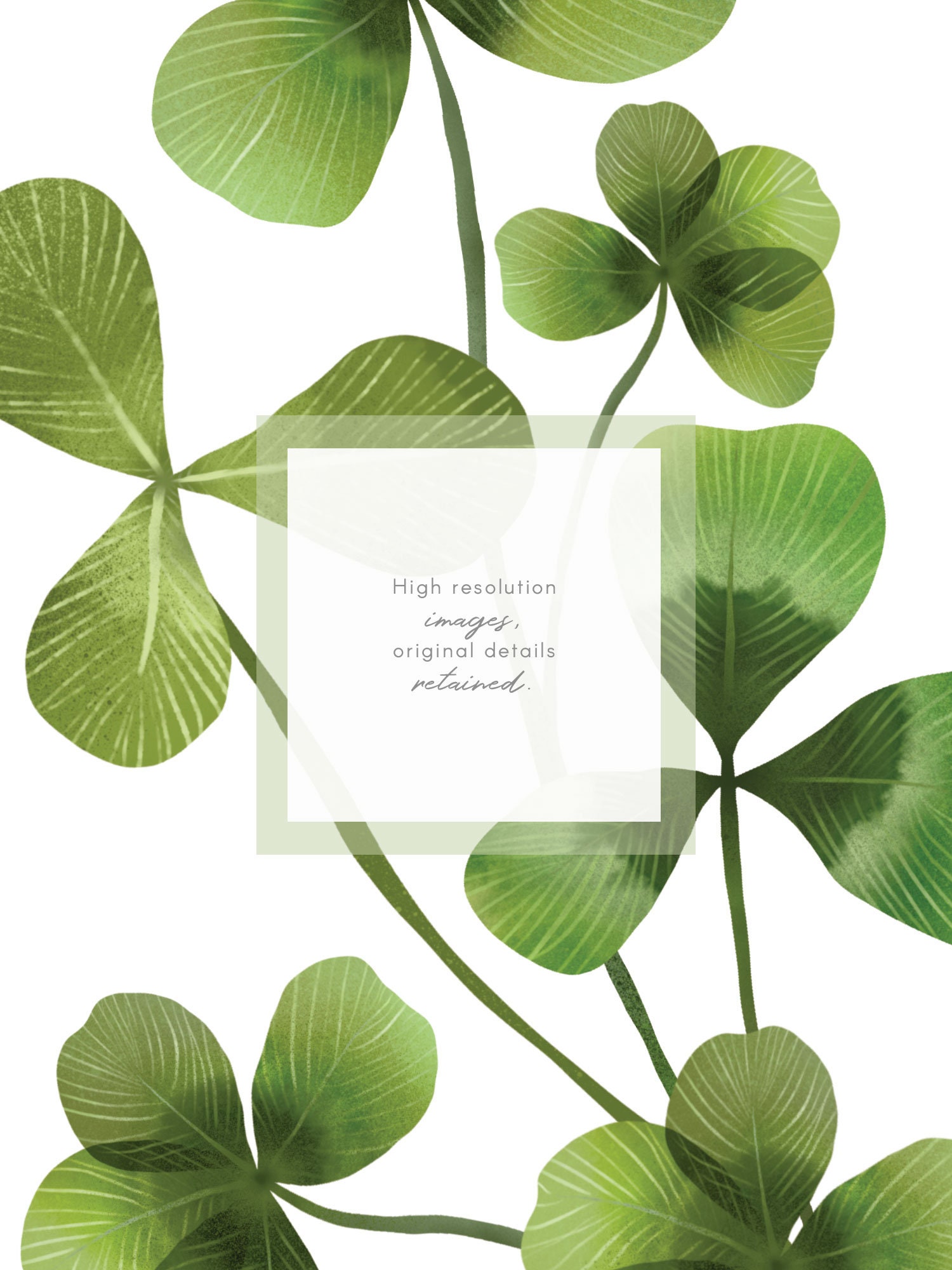Watercolor Clover Leaves Clip Art, Shamrock Illustrations, St. Patrick ...