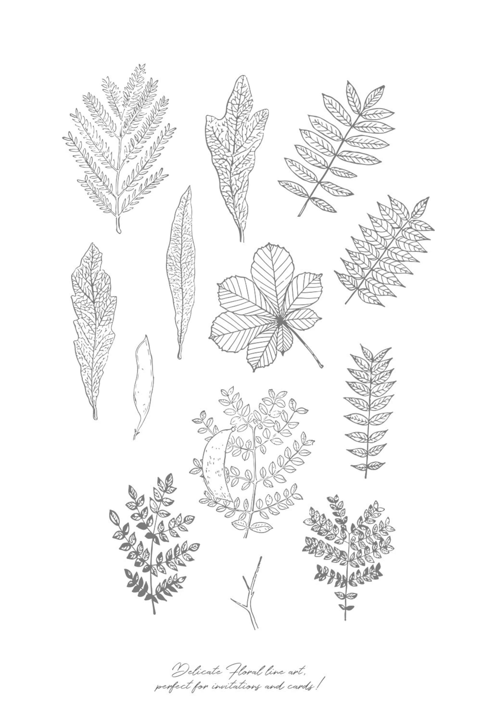Delicate Botanical Clipart Greenery Line Art & Foliage Frame - Etsy