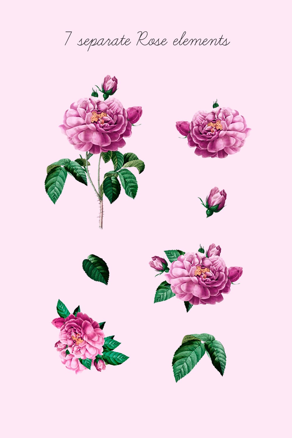 Vintage Flower Clipart Digital Pink Rose Illustration - Etsy