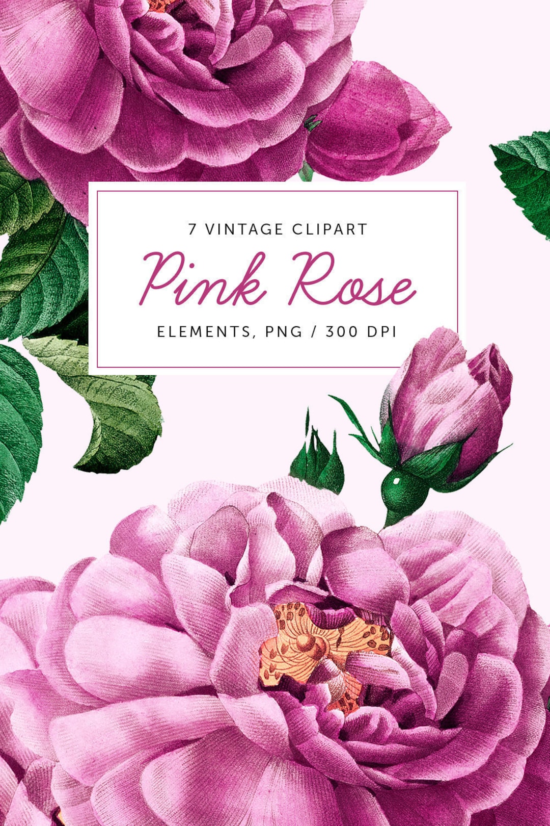 Vintage Flower Clipart - Digital Pink Rose Illustration - Decorative ...