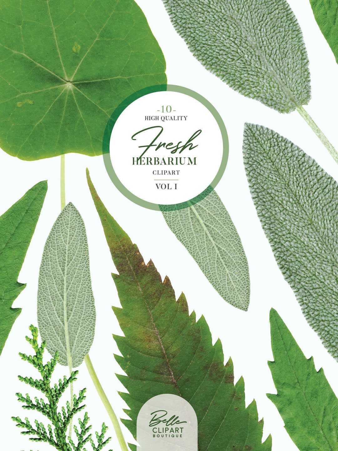 Real Leaf Herbarium Clipart: Preserved Nature PNG (digital Download) - Etsy