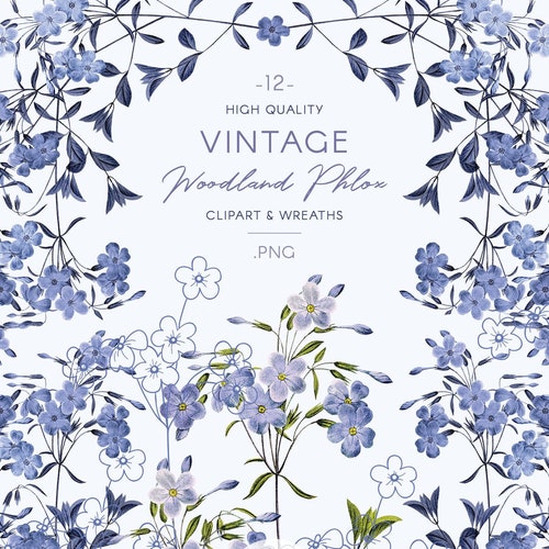 Vintage Blue Flower Clip Art Set Woodland Phlox Florals and - Etsy