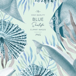 Blue Fish & Sea Life Clip Art Set, Vintage Marine Illustrations ...