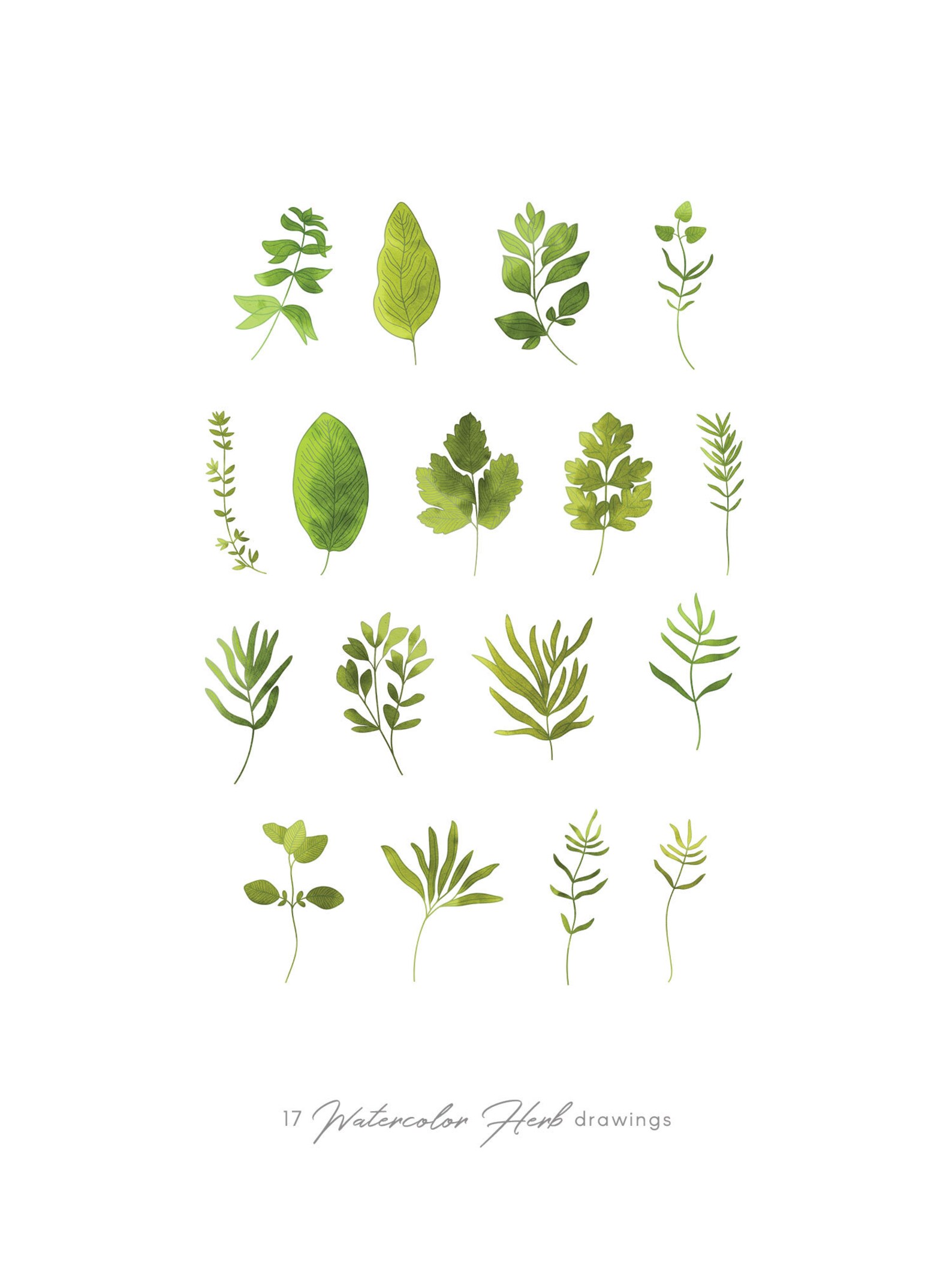 Watercolor Herbs Clipart, Green Line Art & Botanical Illustrations ...
